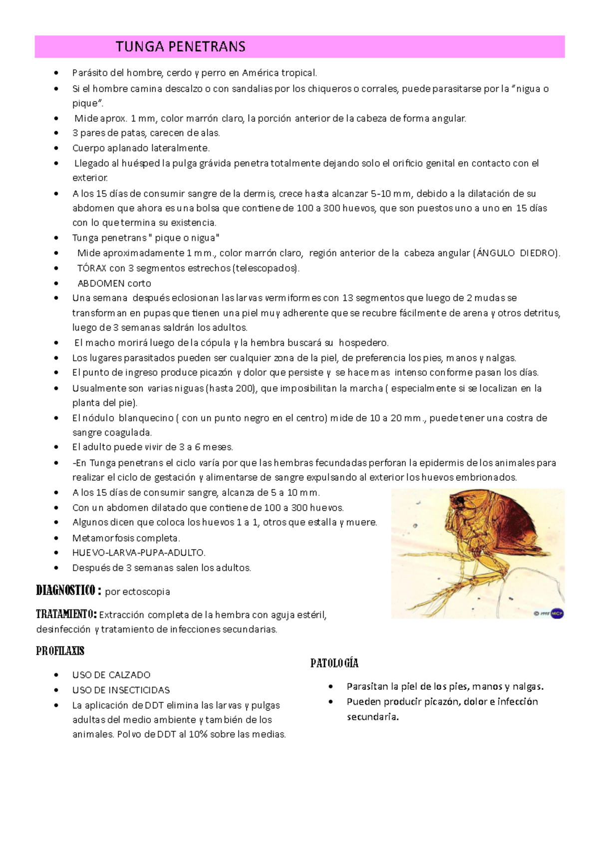 Estudio sobre Tunga penetrans: Parasito de la Piel y Tratamiento - Studocu