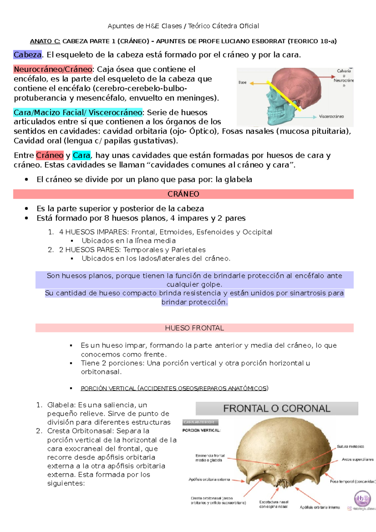 Apuntes Anato C Cráneo Estructura Y Huesos Teórico 18 A Studocu