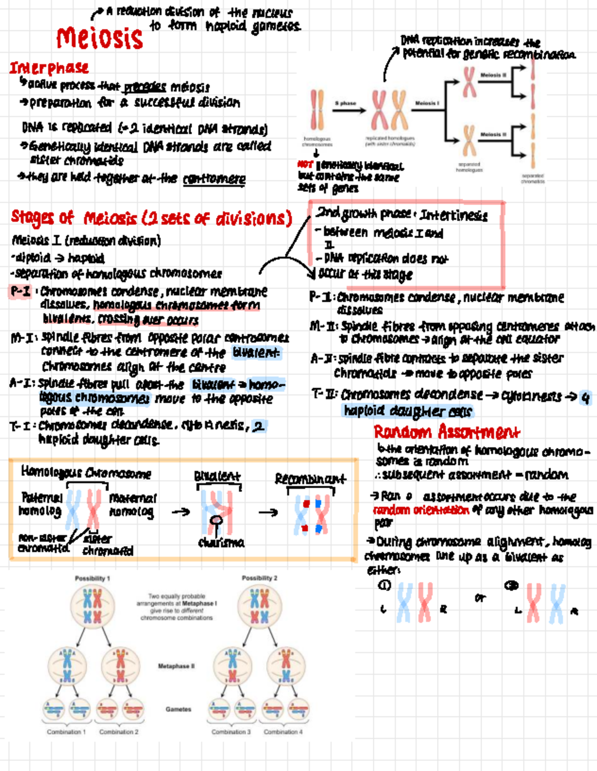 Genetics - Meiosis Overview and Key Concepts (Genetics 101) - Studocu