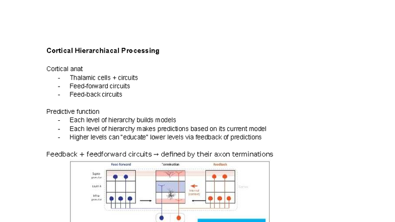 Cortical Processing and Hierarchical Models in Neuroanatomy - Cortical ...