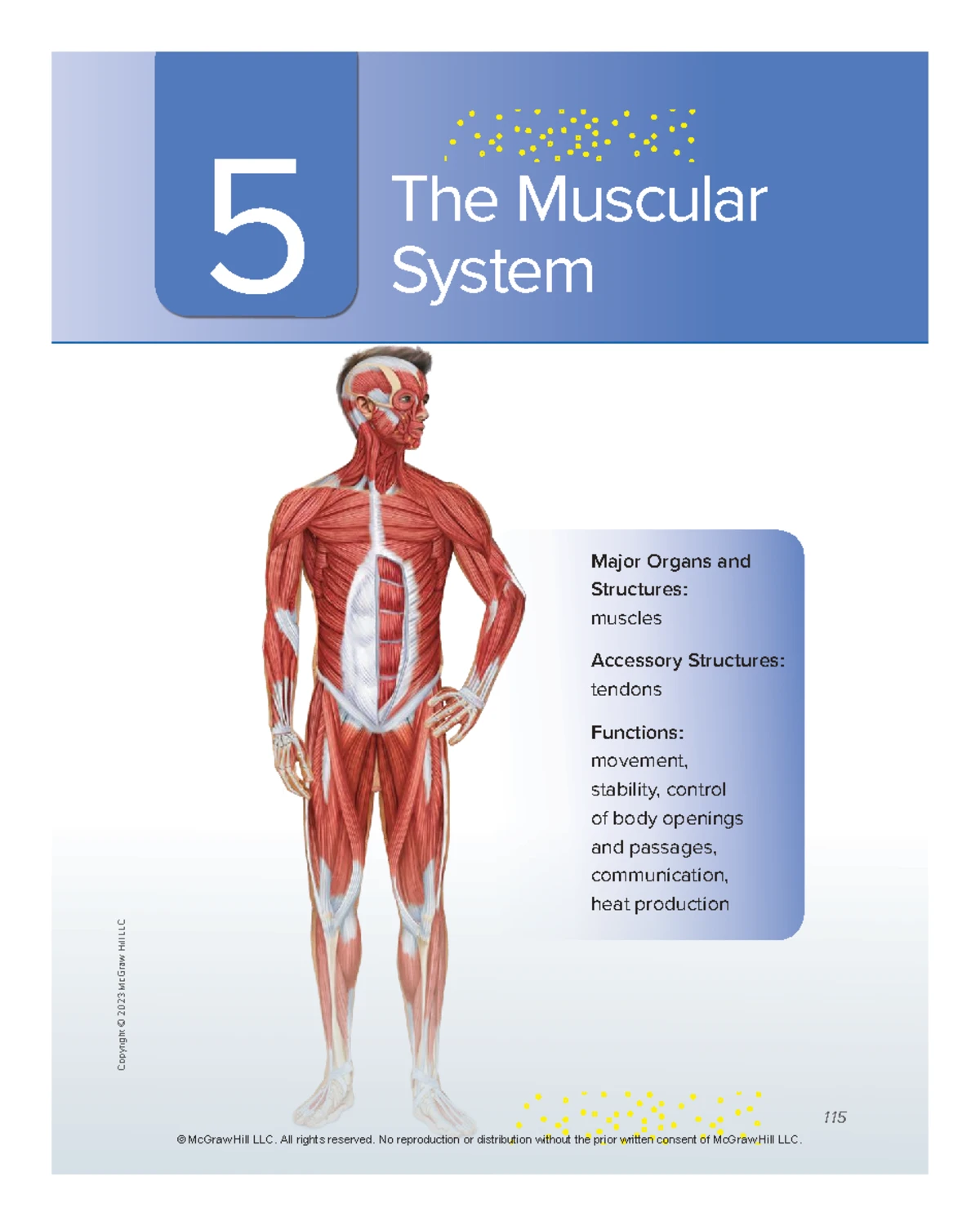 Chapter 16: Female Reproductive System Overview - Anatomy & Physiology ...
