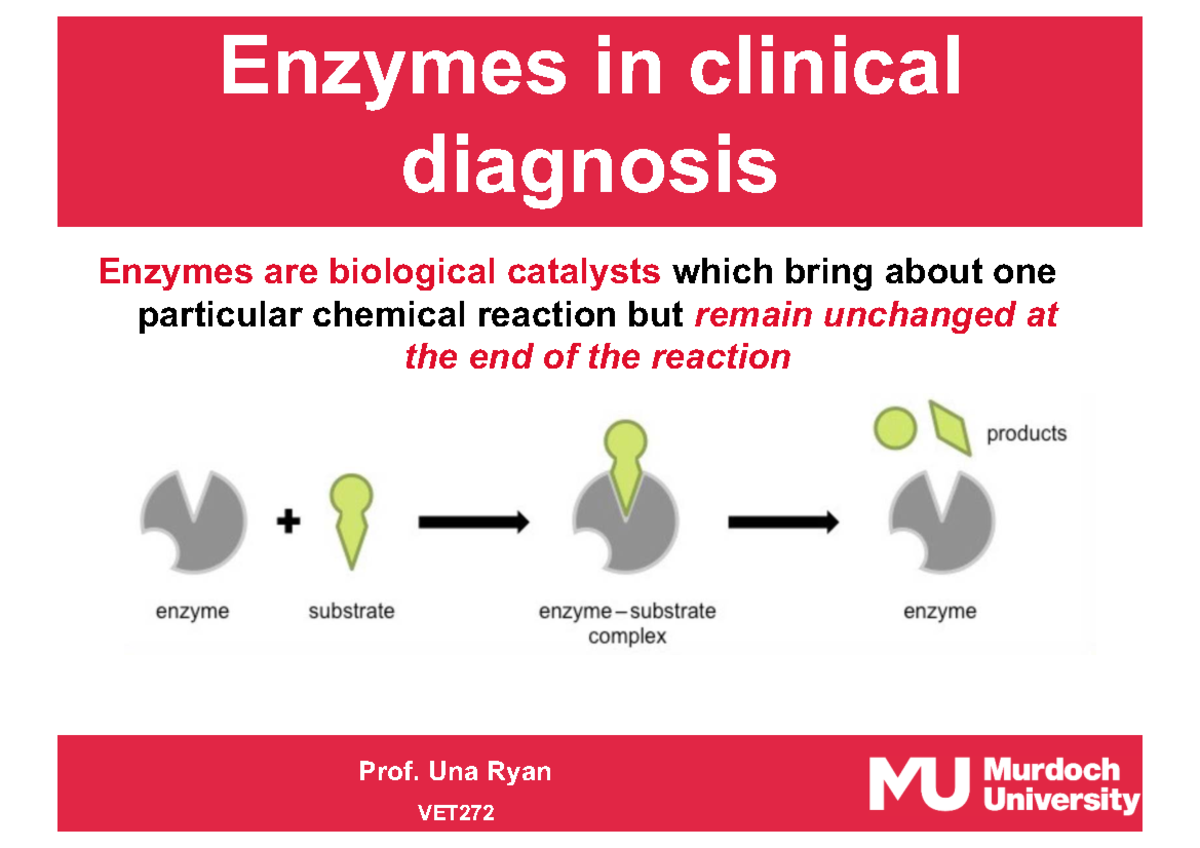 VET272 Final Exam: Enzymes in Clinical Diagnosis and Their Mechanisms ...
