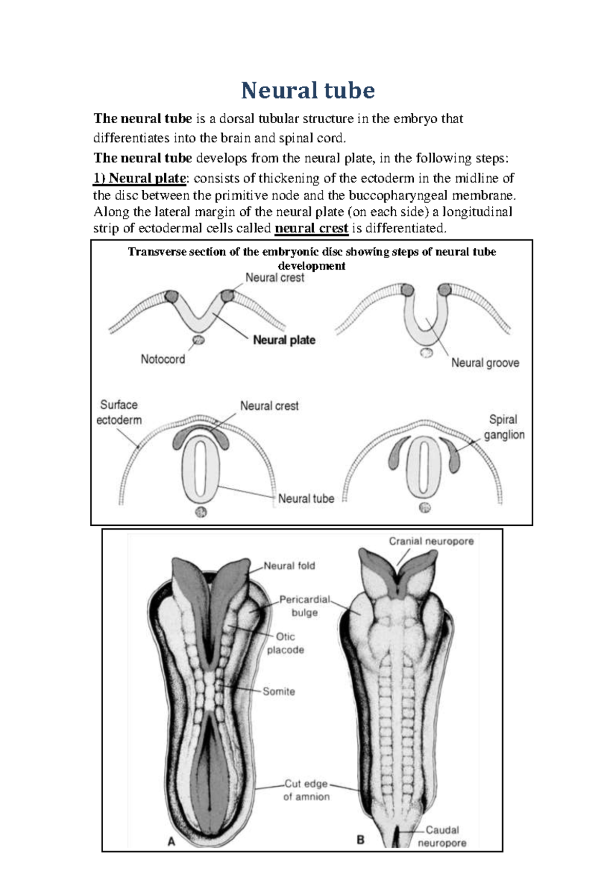 Neural Tube Development: Structure and Folding in Embryology - Studocu