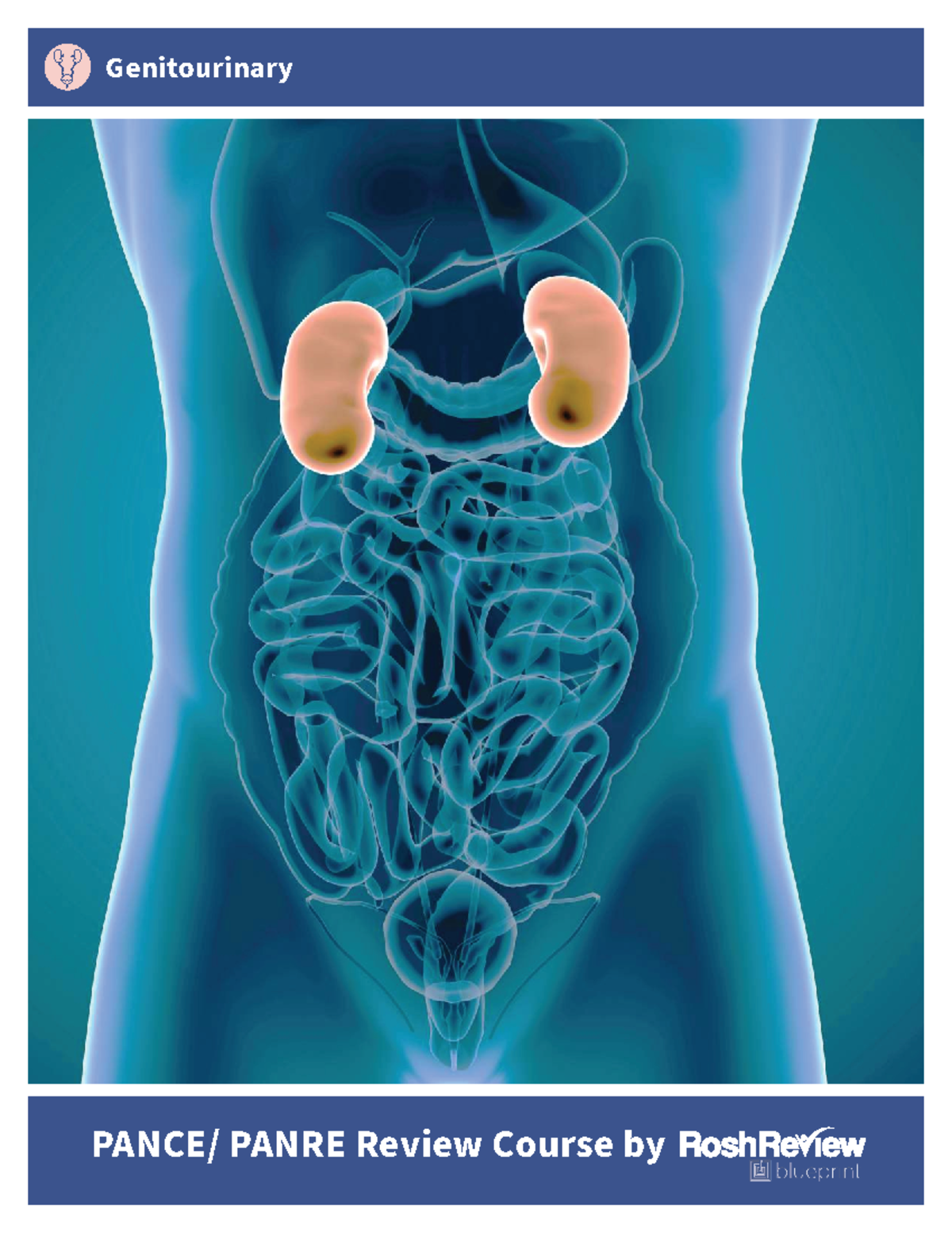 Genitourinary PANRE Review Course: Disorders Overview - Studocu