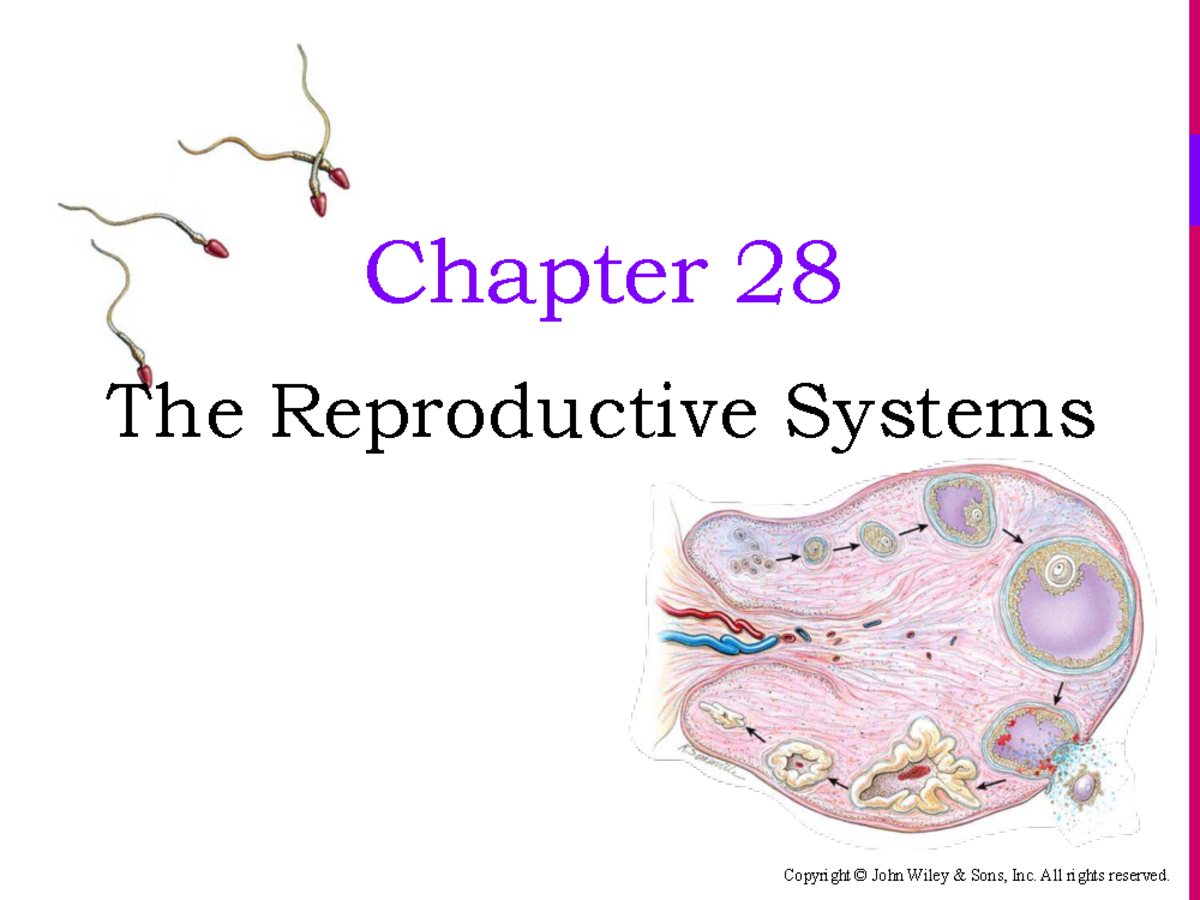 Chapter 28: Female Reproductive Anatomy & Physiology Overview - Studocu