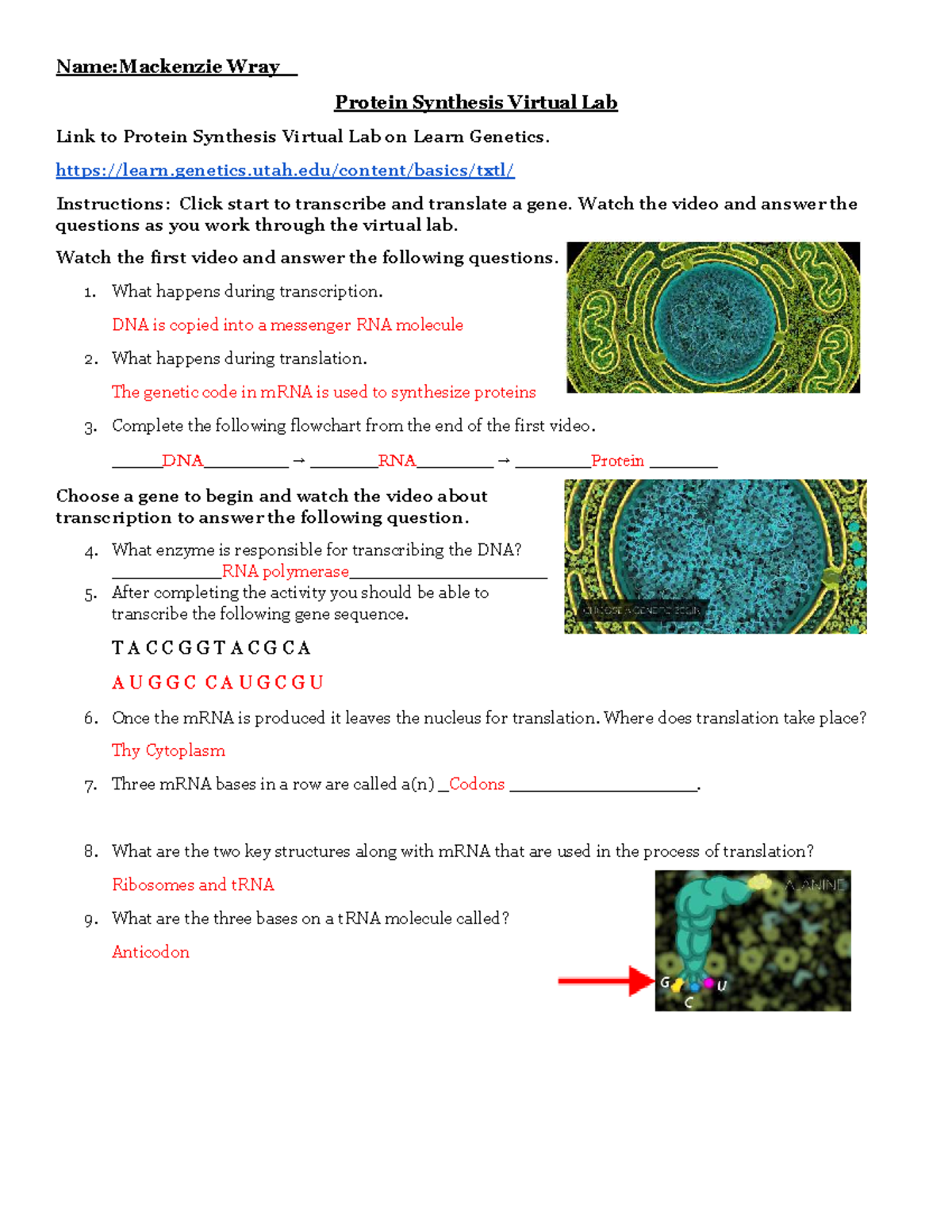 BIO101 - Protein Synthesis Virtual Lab Instructions and Overview - Studocu