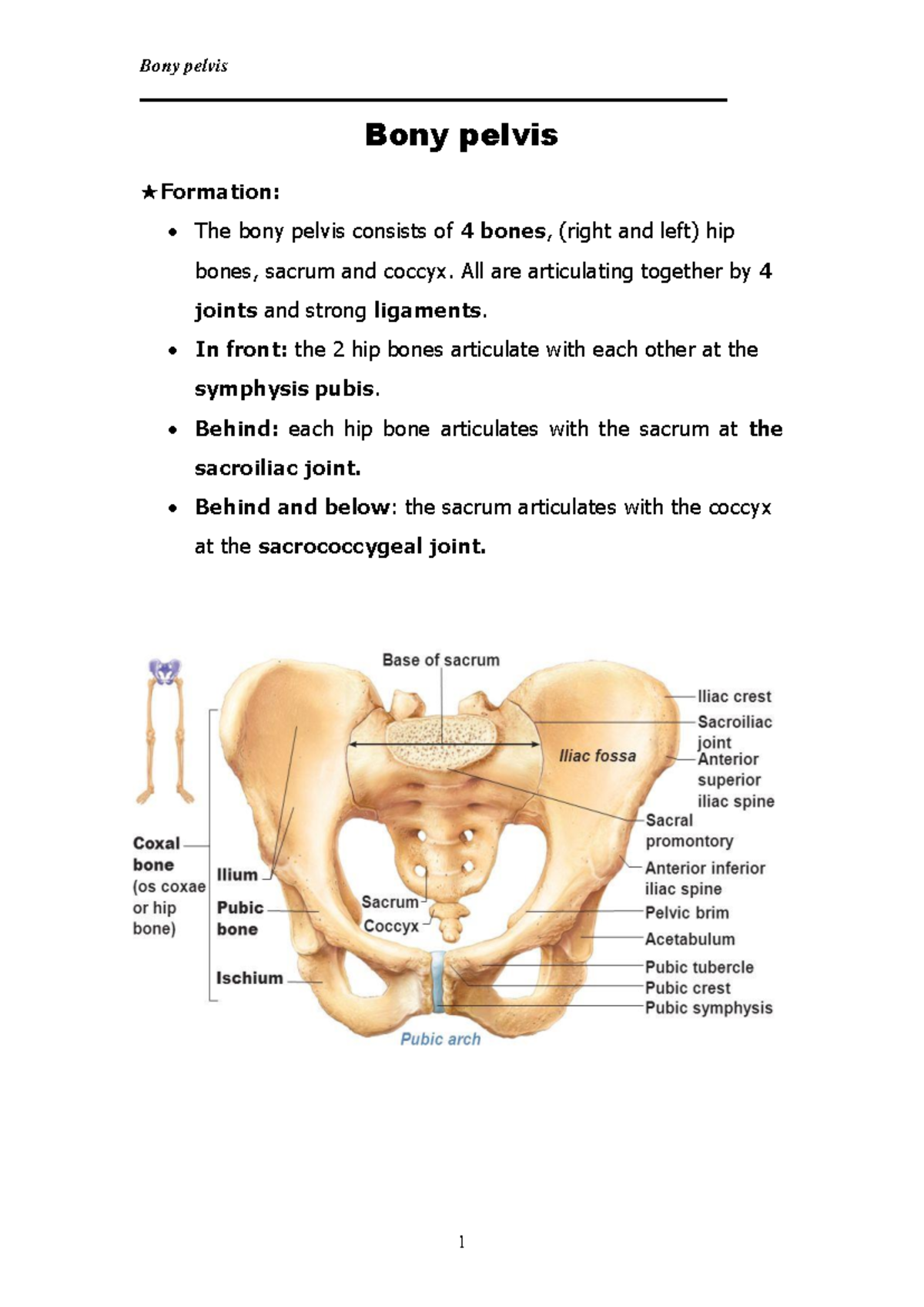 Anatomy of bony pelvis 2023 - Bony pelvis Formation: - The bony pelvis ...