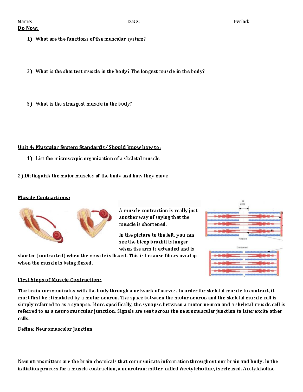 Muscle Anatomy and Contractions Study Material - Warning: TT: undefined ...