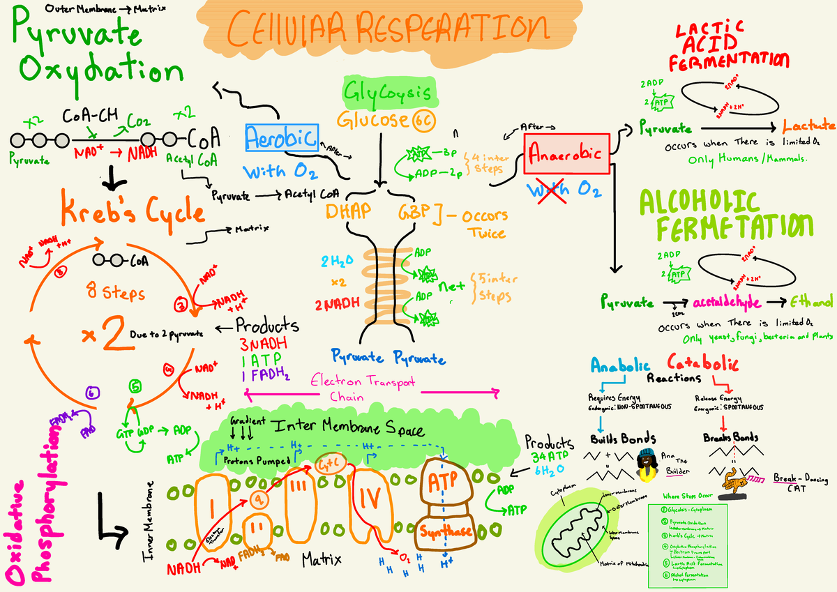 Cell Resperation Concept-Map - Cblg 143 - Studocu
