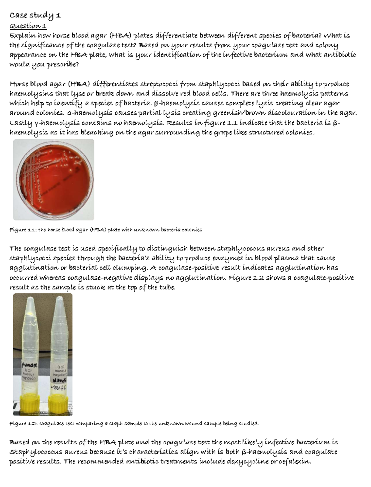 HUBS 2601 Lab Report: Bacterial Identification & Antibiotic ...