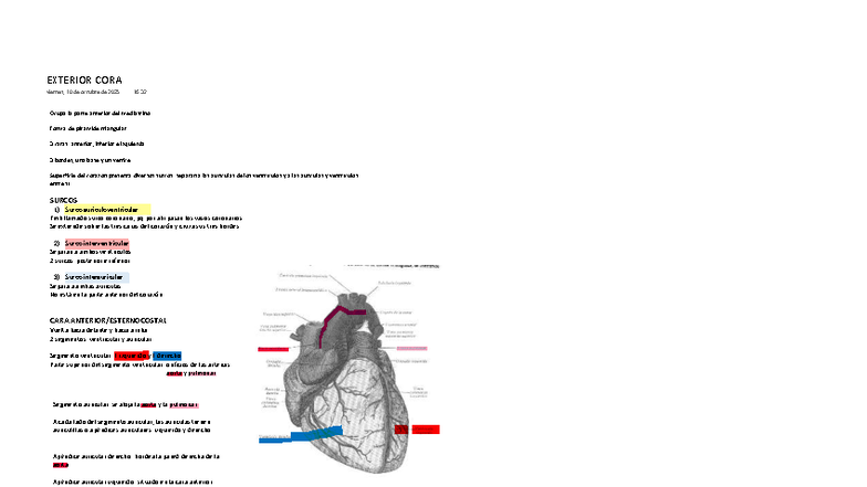 Análisis del Corazón: Estructura y Surcos (EXTERIOR CORA) - Studocu