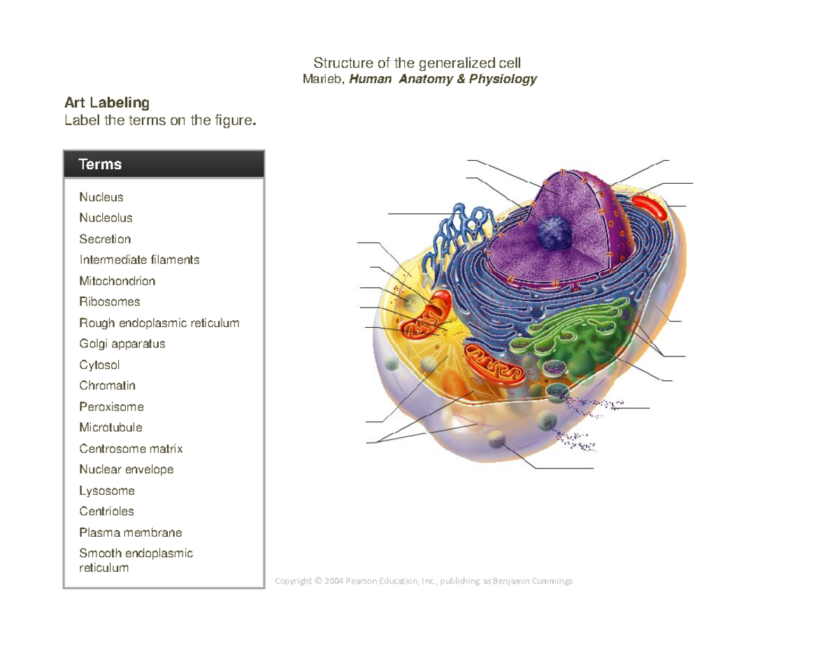 Structure of generalized cell - Structure of the generalized cell ...
