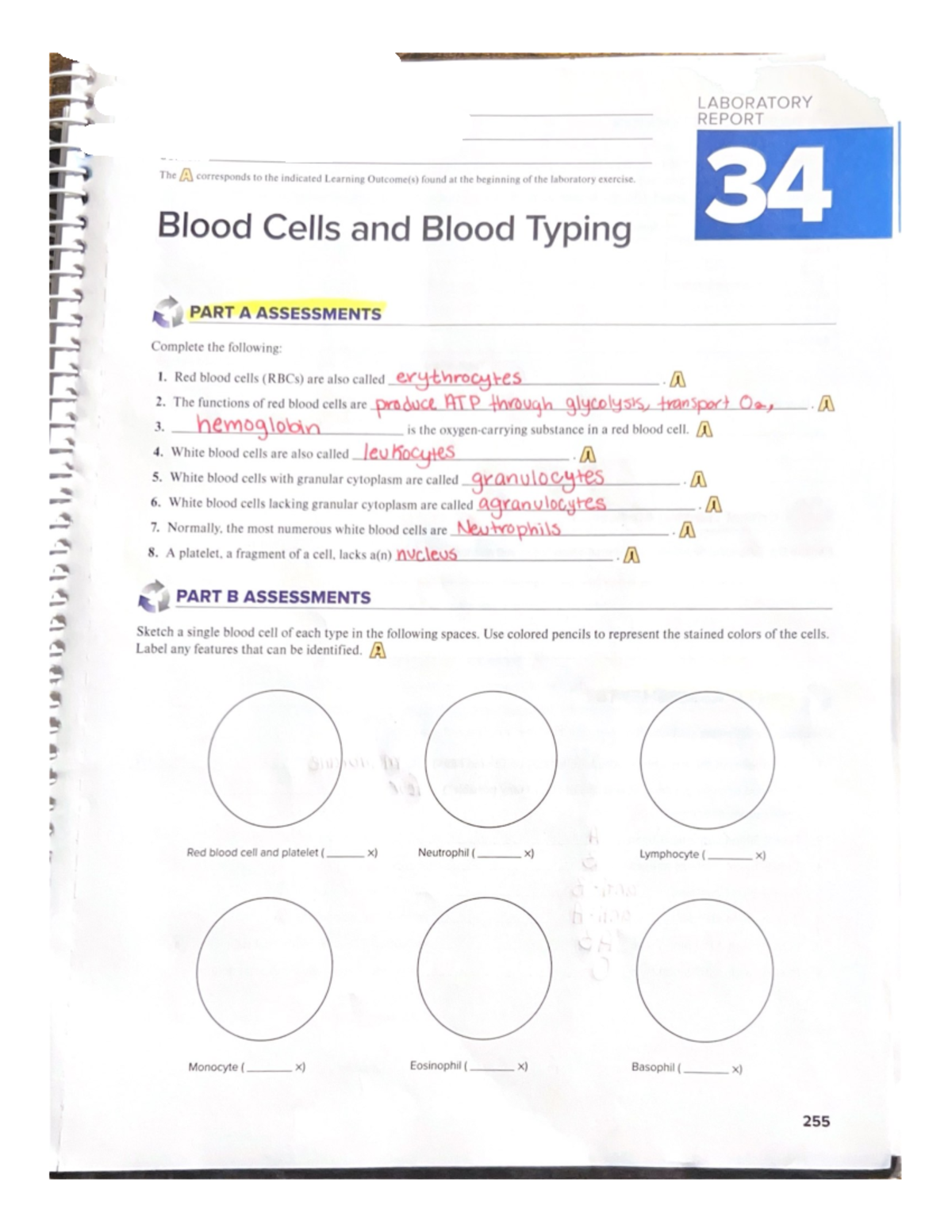Holes Anatomy Lab Manual - Blood Cells & Typing Assessments - Studocu