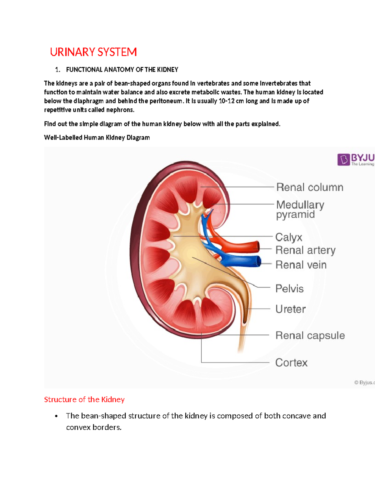 Physiology 2 Urinary System Kidney Anatomy Function Q A Studocu