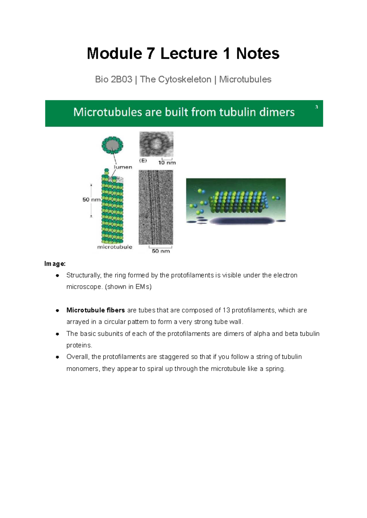 Bio 2B03 Module 7 Lecture Notes: The Cytoskeleton & Microtubules - Studocu