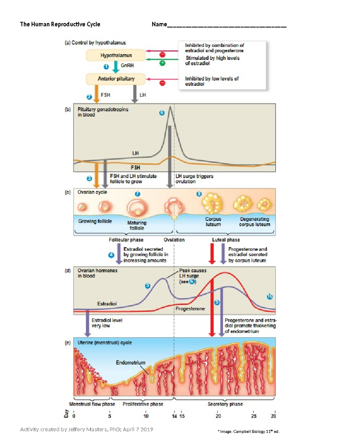 Human Reproductive Cycle Activity: Ovarian & Uterine Phases Explained ...