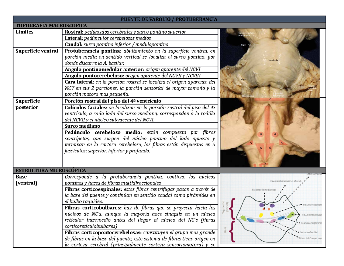 Estudio sobre la Topografía y Estructura del Puente de Varolio - Studocu