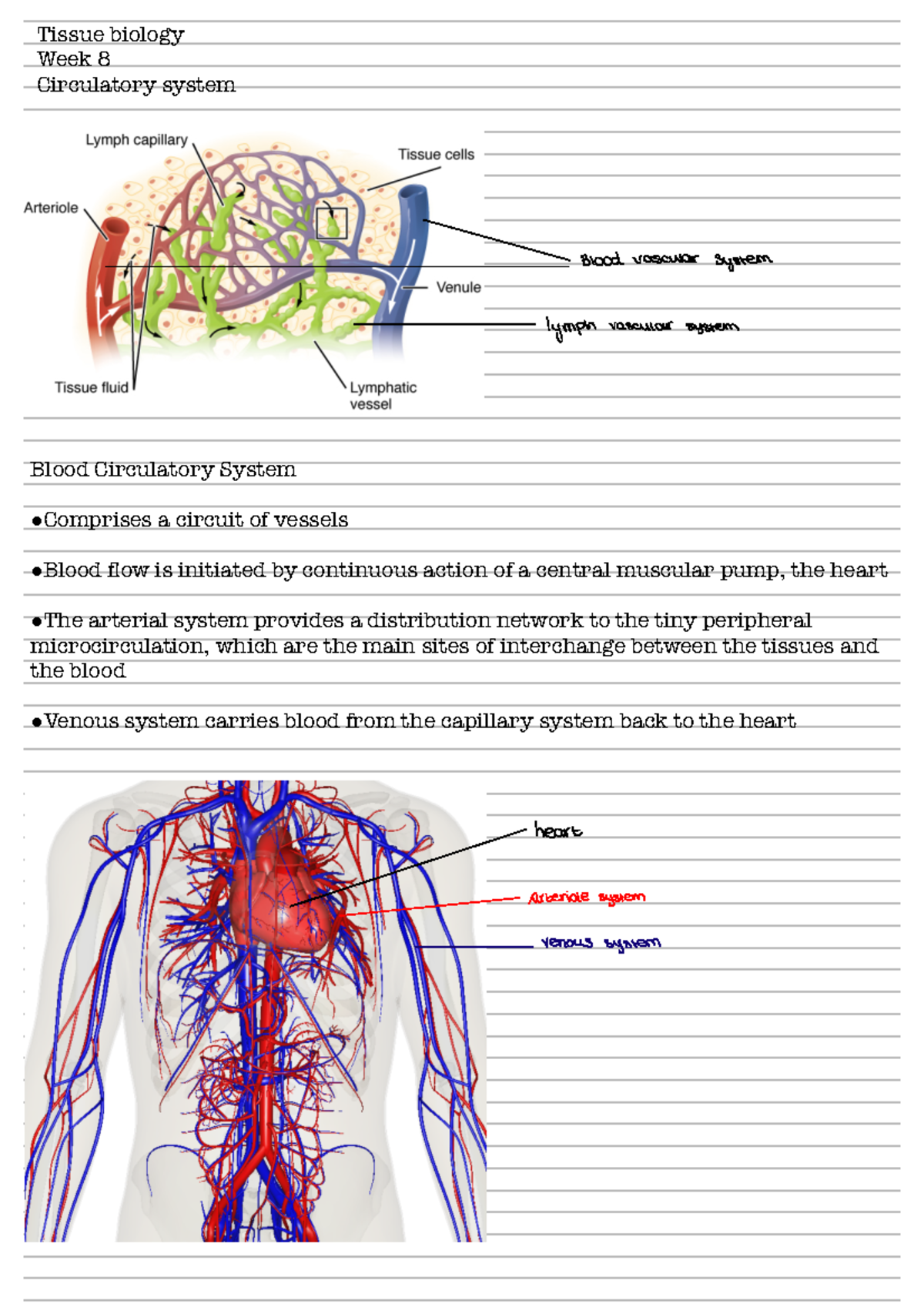 Week 8 - Circulatory system Week 8 notes - Tissue biology Week 8 ...