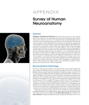 [Solved] Which cortical regions descending pathways brain stem nuclei ...
