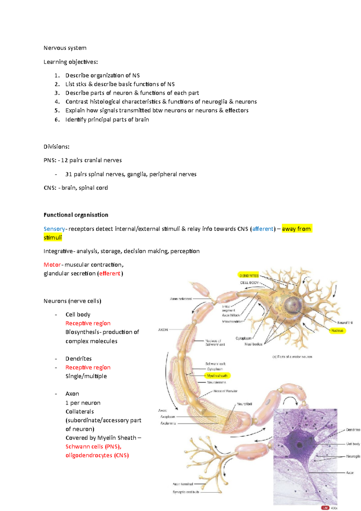 11 - Nervous system - Lecture notes 11-12 - Nervous system Learning ...