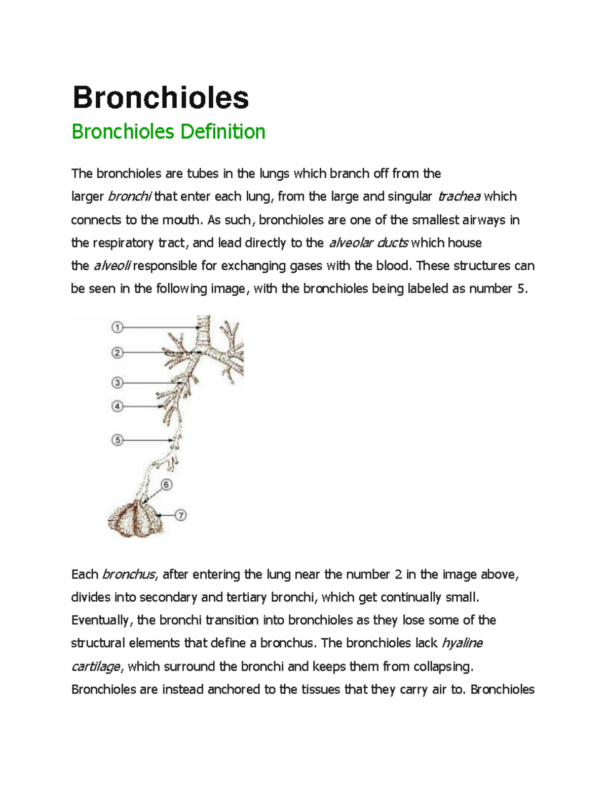 Bronchioles - As such, bronchioles are one of the smallest airways in ...