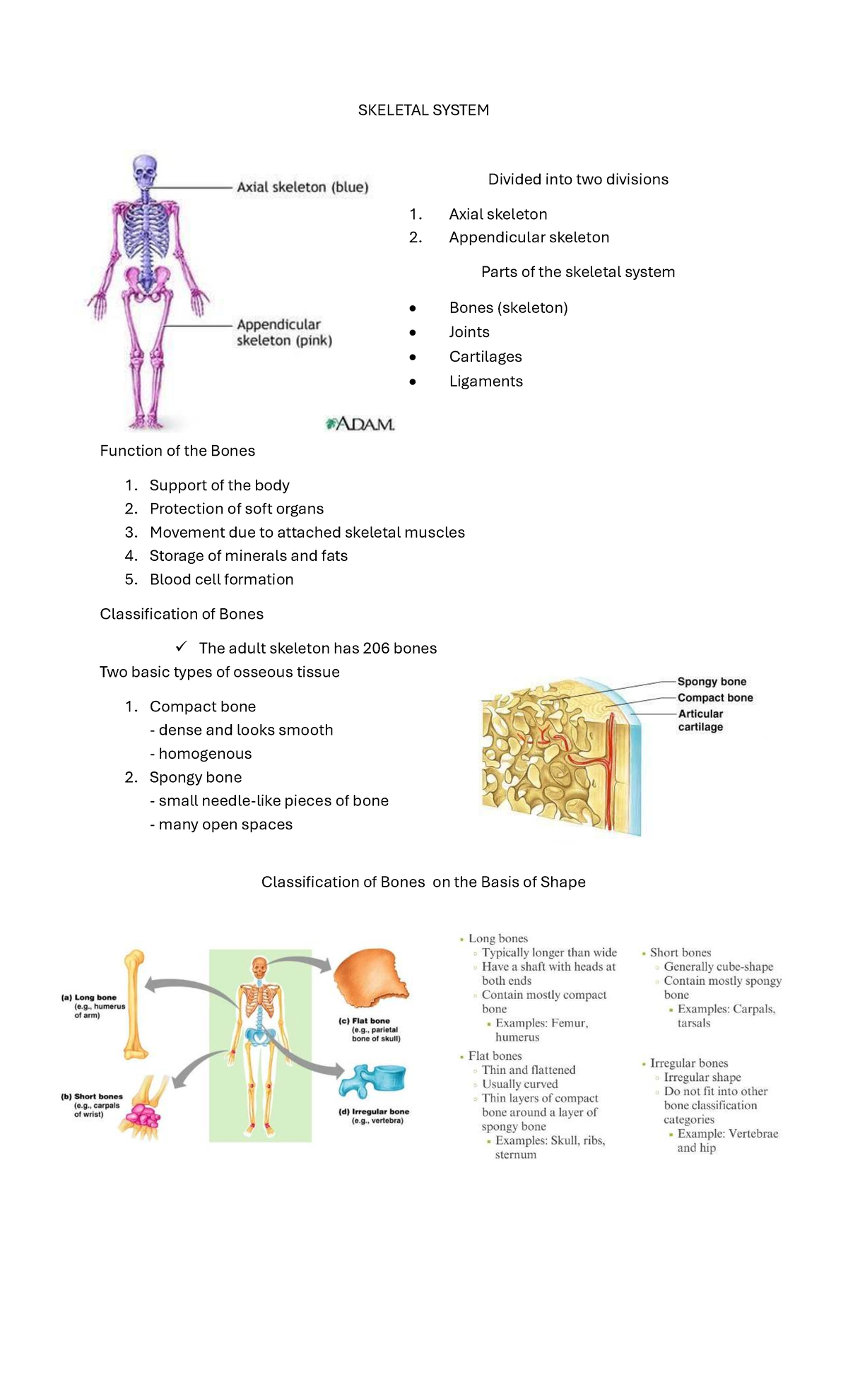 SKELETAL SYSTEM (BIO101) Comprehensive Review of Bone Structure and ...