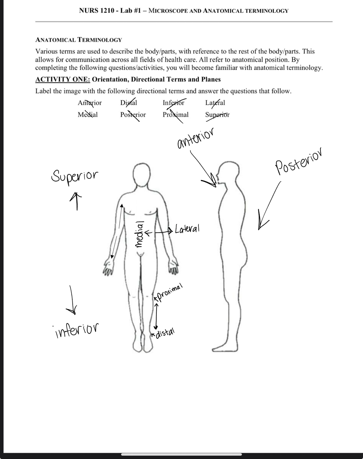 NURS 1210 Lab: Microscope Use & Anatomical Terminology Guide - Studocu
