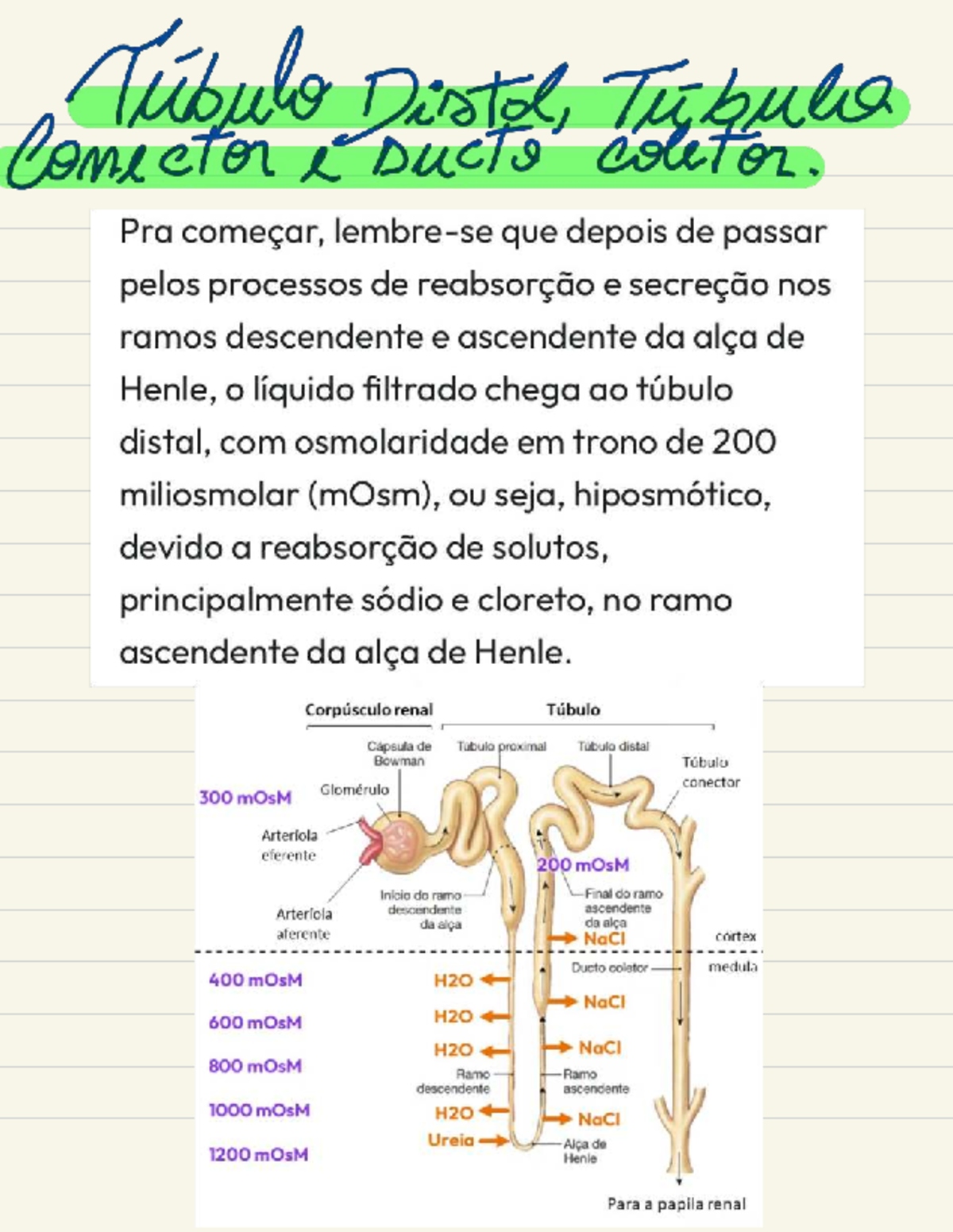 Túbulo Distal, Conector e Ducto Coletor: Funções e Mecanismos - Studocu
