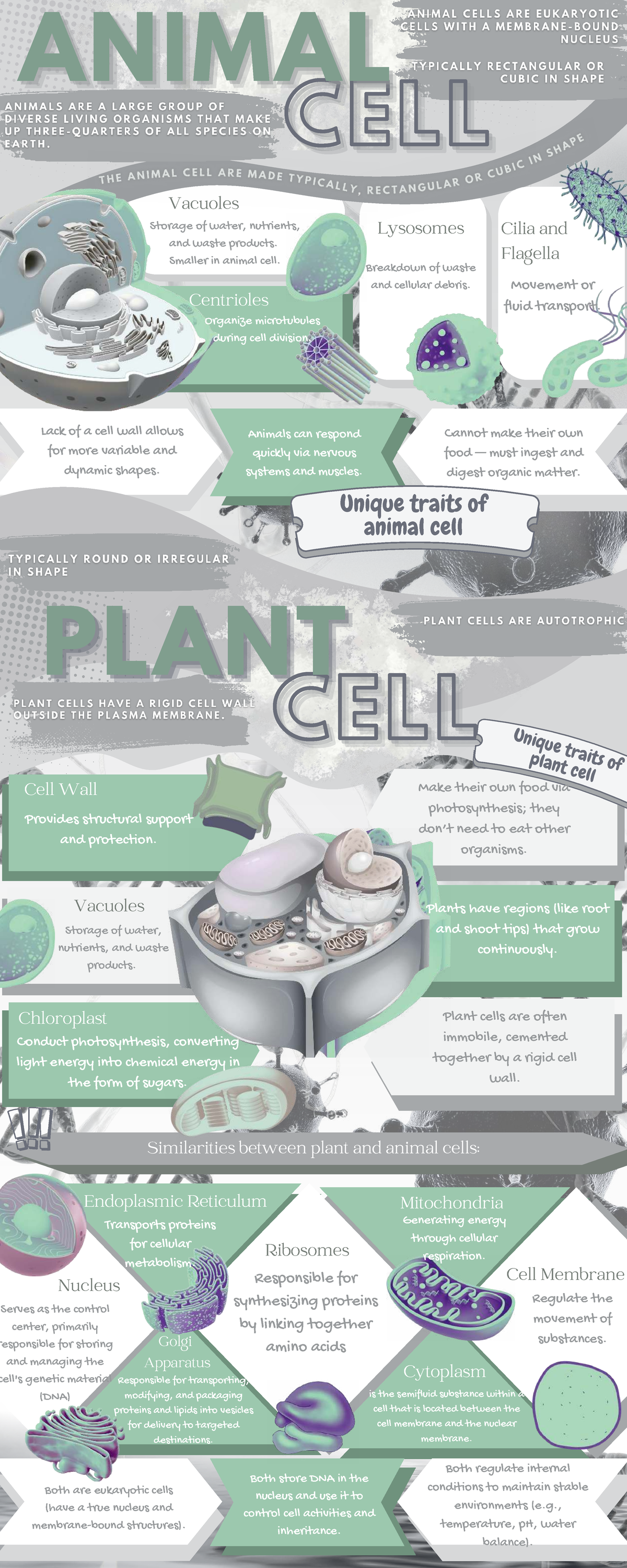 GEN-BIO- Infographics on Animal and Plant Cell Structures - Studocu