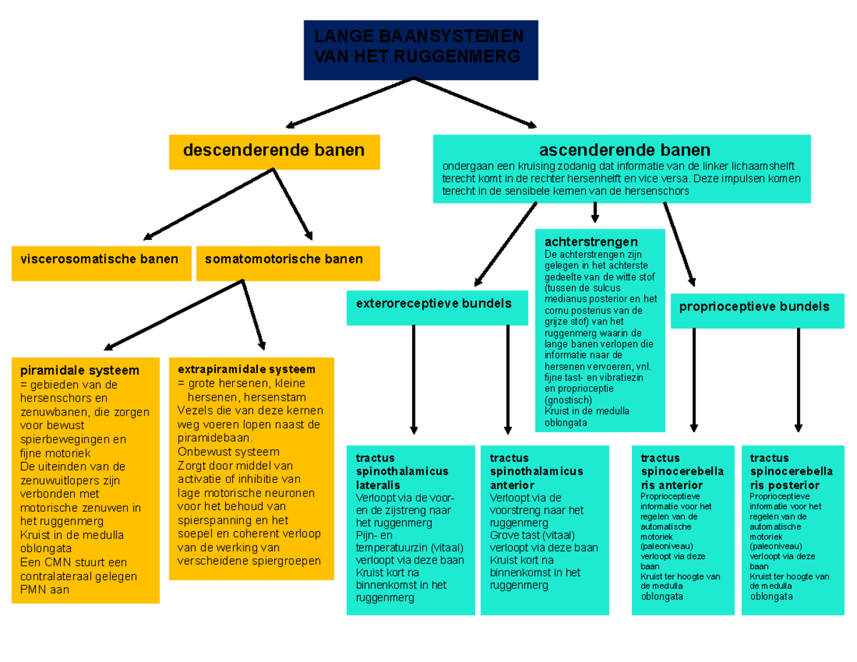 Lange Baansystemen van het Ruggenmerg: Fysiologie en Functie - Studeersnel