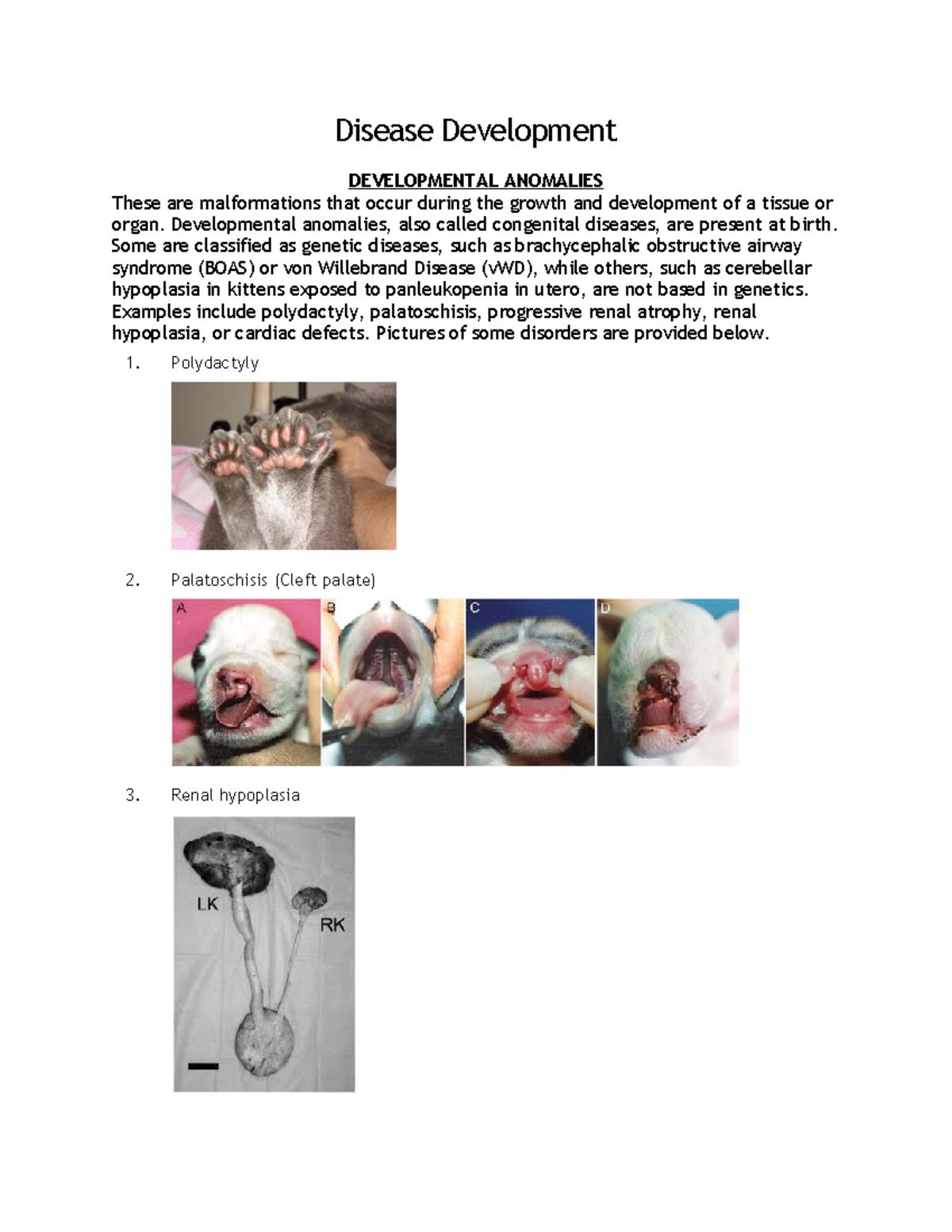 Necropsy Procedures: Evaluation of Animal Health and Diseases - Disease ...