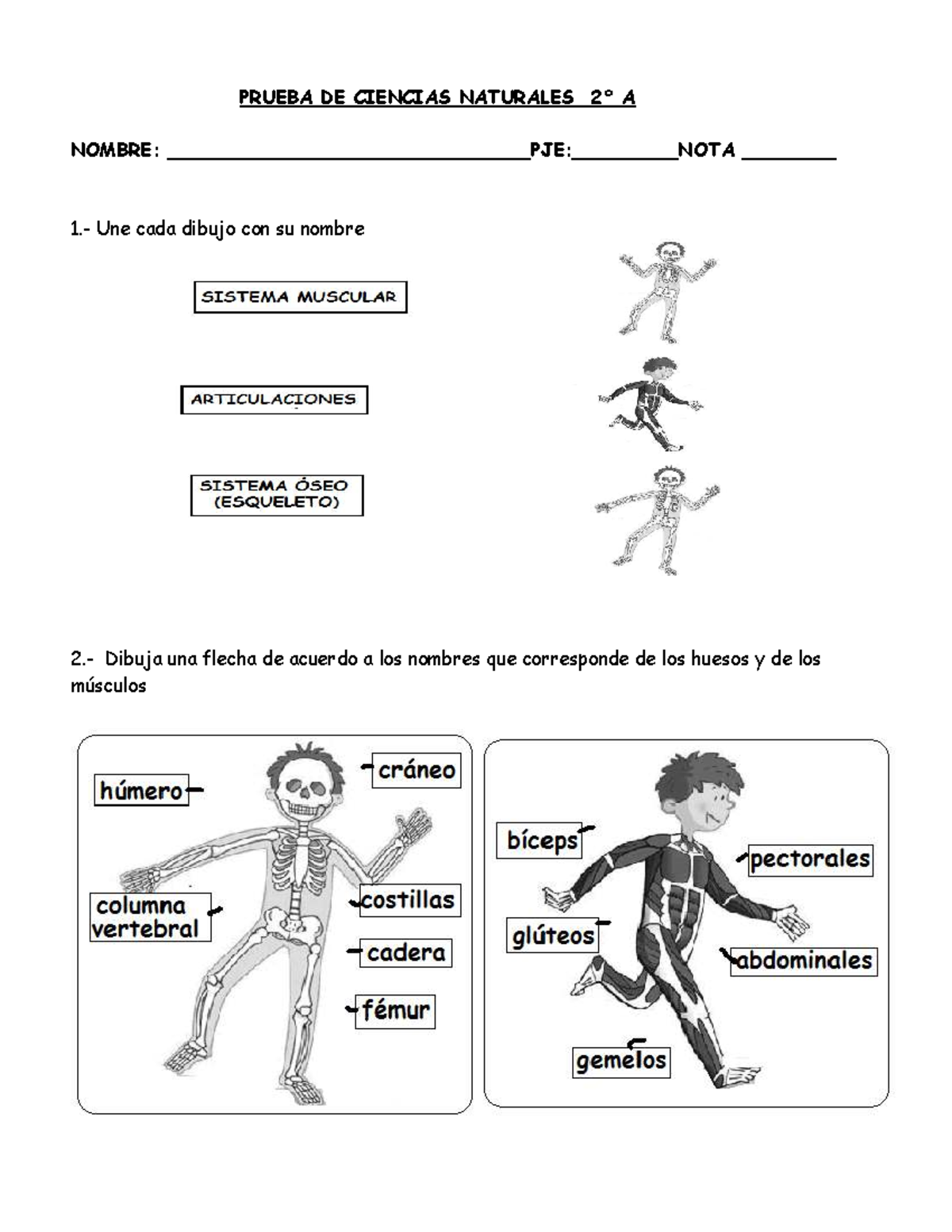 PRUEBA DE CIENCIAS NATURALES: Evaluación del Sistema Locomotor - Studocu