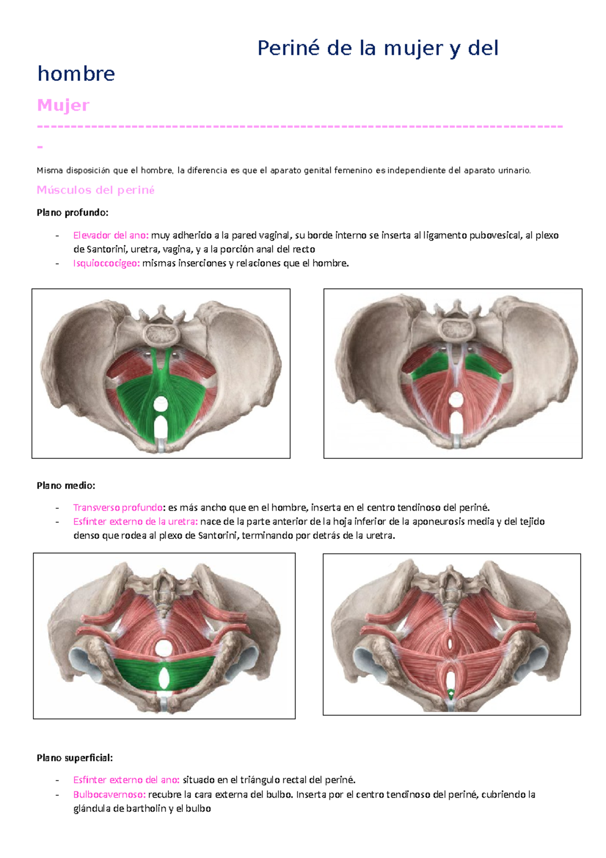 Periné de la mujer y del hombre - Periné de la mujer y del hombre Mujer ...