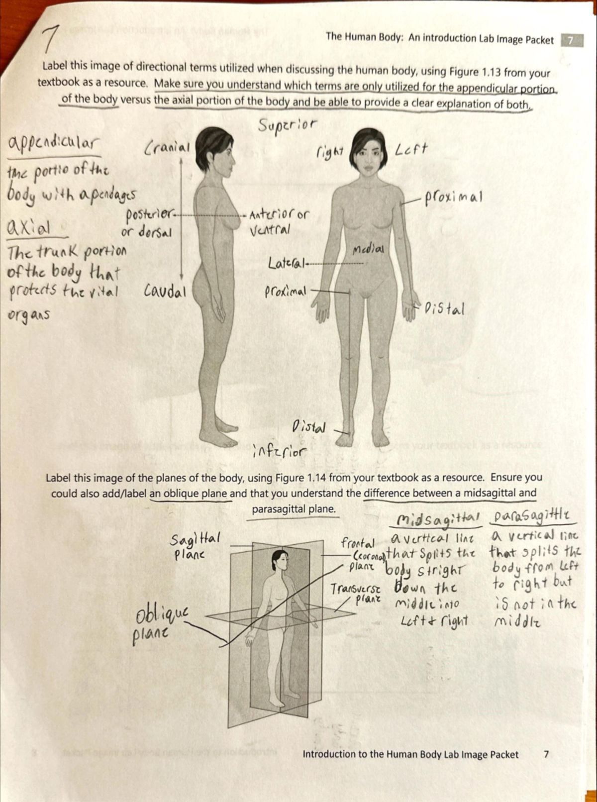 Introduction to the Human Body: Lab Image Packet 7 - Studocu