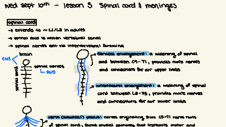 Humans Anatomy Notes - Lecture on Spinal Cord and Meninges - Studocu