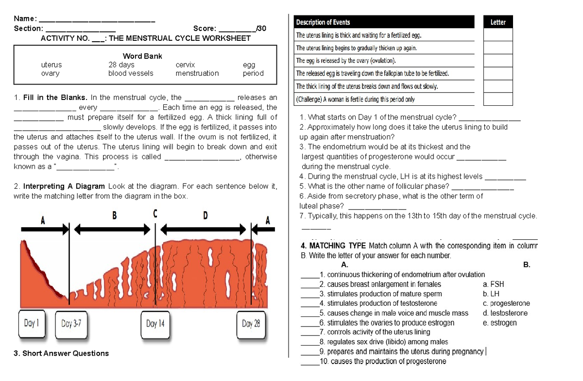 Menstrual Cycle Worksheet: Key Concepts and Activities - Studocu