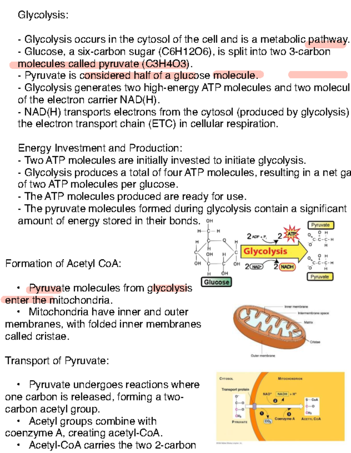 Glycolysis and Krebs Cycle Overview: Key Metabolic Pathways - Studocu