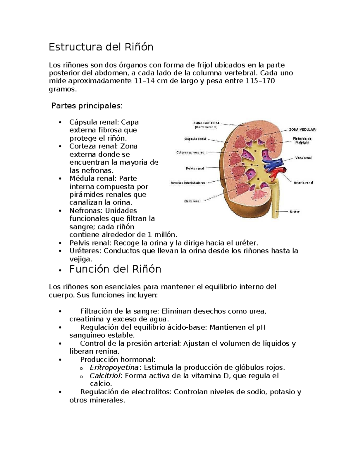 Estructura y Función del Riñón - Estudio Detallado - Studocu