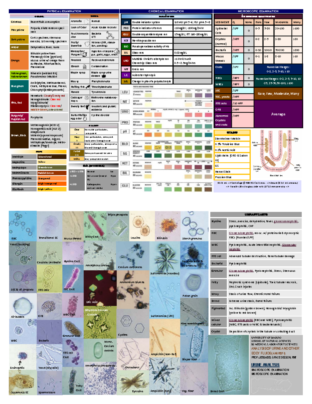 Urine Analysis Review Notes (ANURBF1) - Comprehensive Examination Guide ...