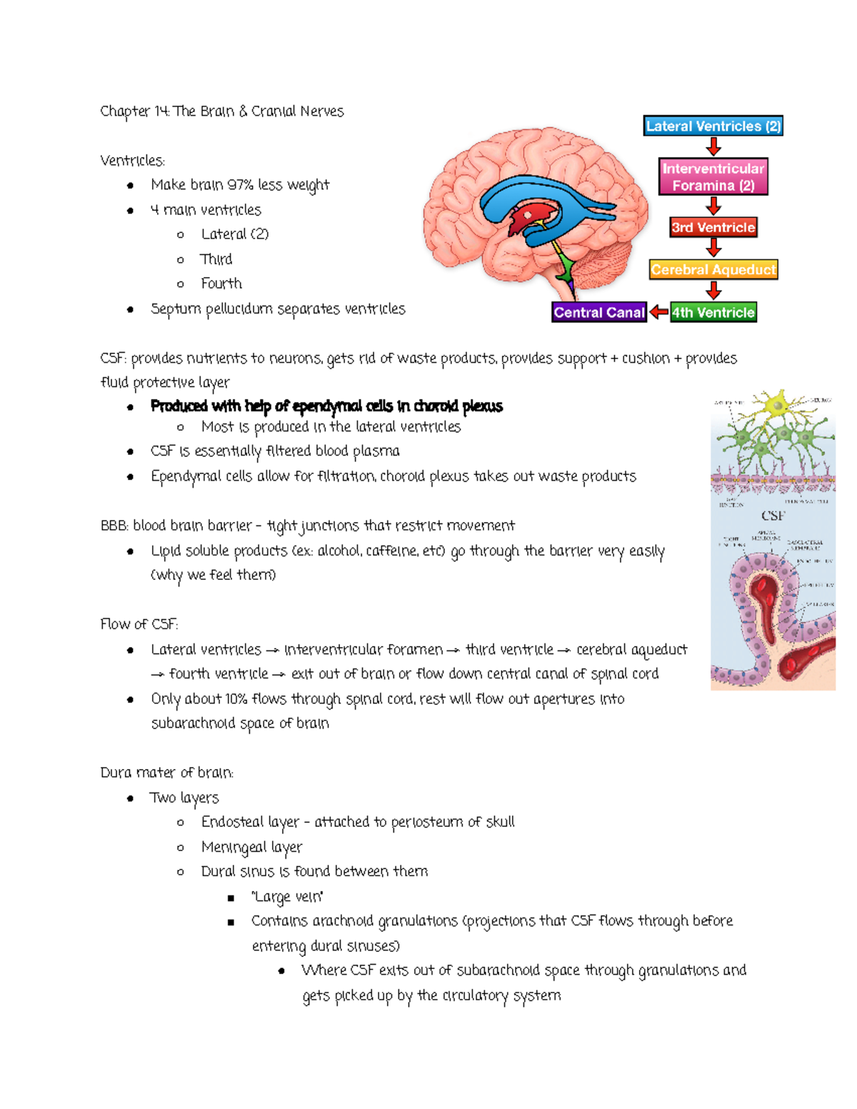 BIO 220 Chapter 14: The Brain, Cranial Nerves & CSF Functions - Studocu