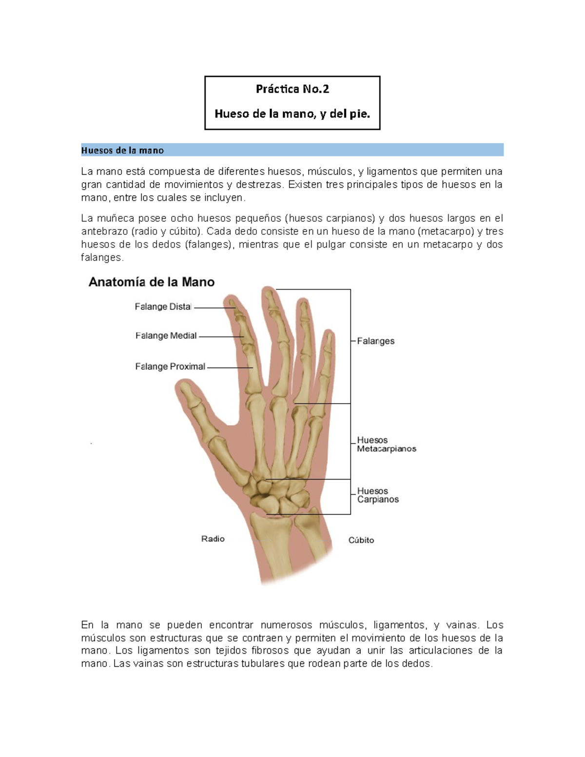Anatomía De La Articulación De Los Dedos