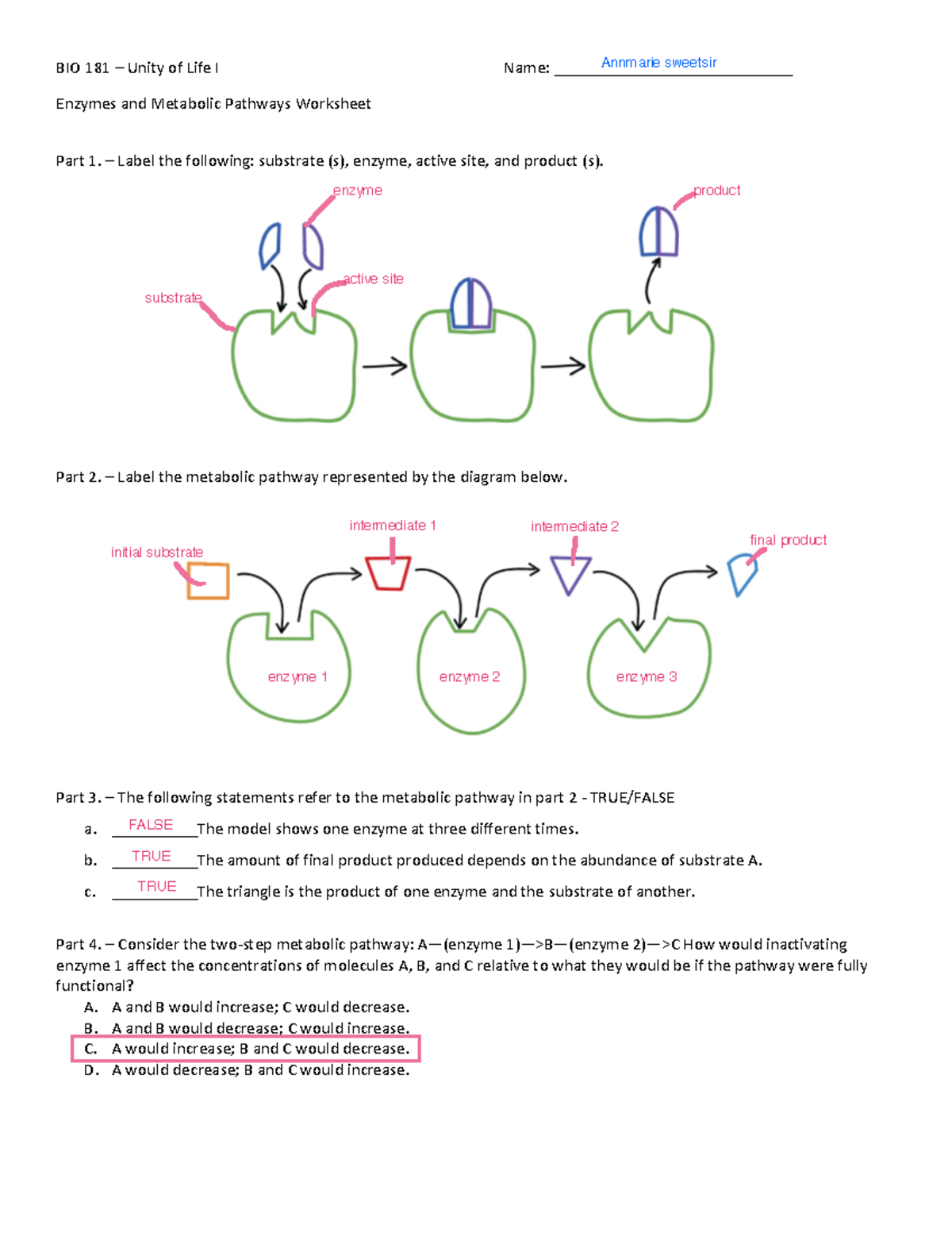 BIO 181 Metabolic Pathways & Enzymes Worksheet Activity - Studocu