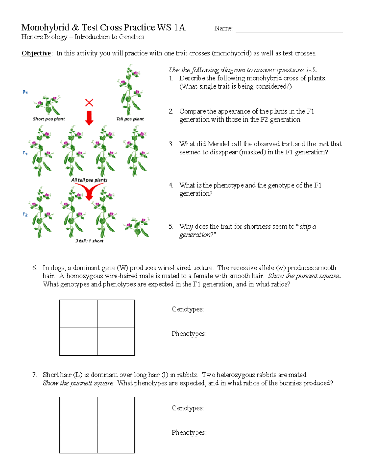 Monohybrid & Test Cross Practice Problems for Honors Biology - WS 1A ...