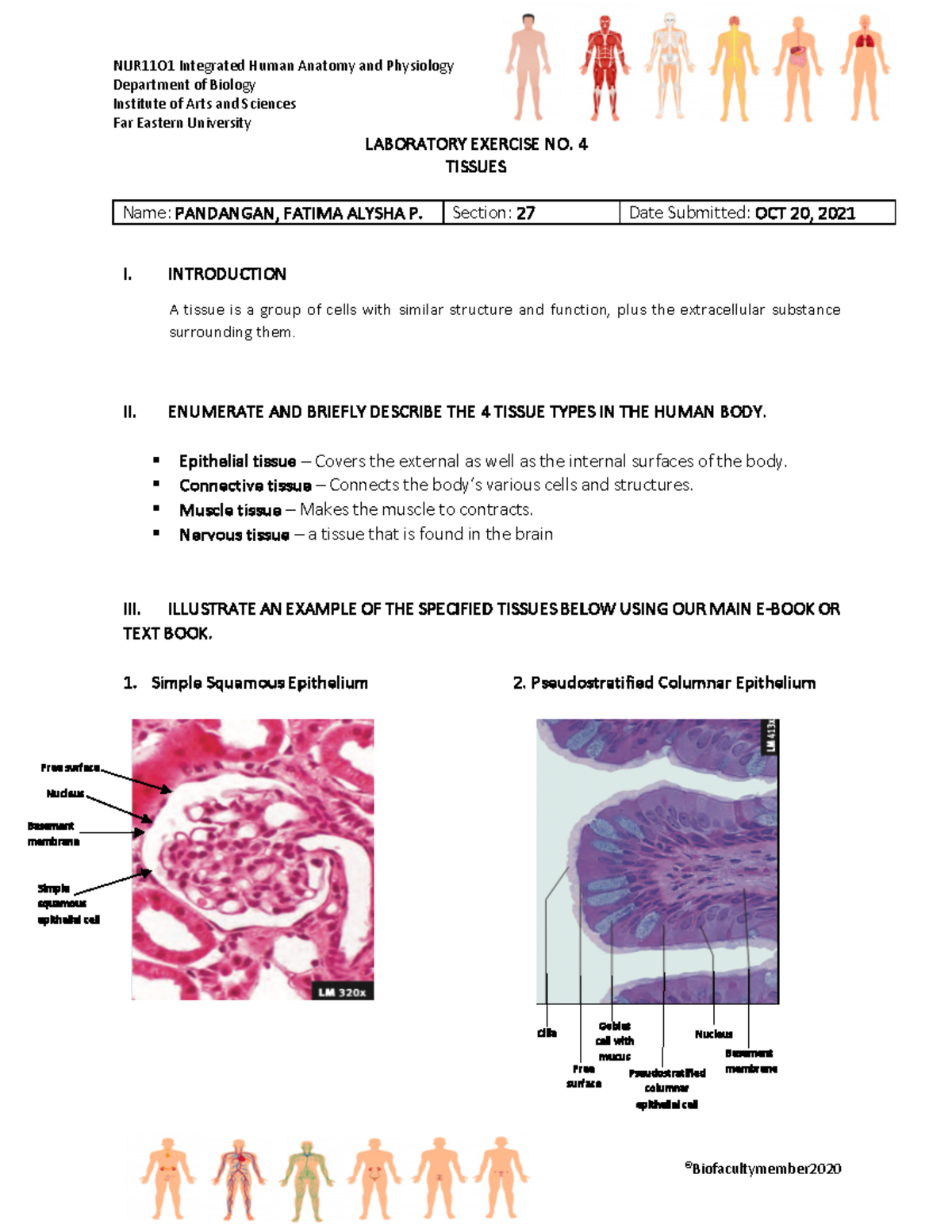 Tissues - Laboratory Exercise (Anatomy and Functions) - Department of ...