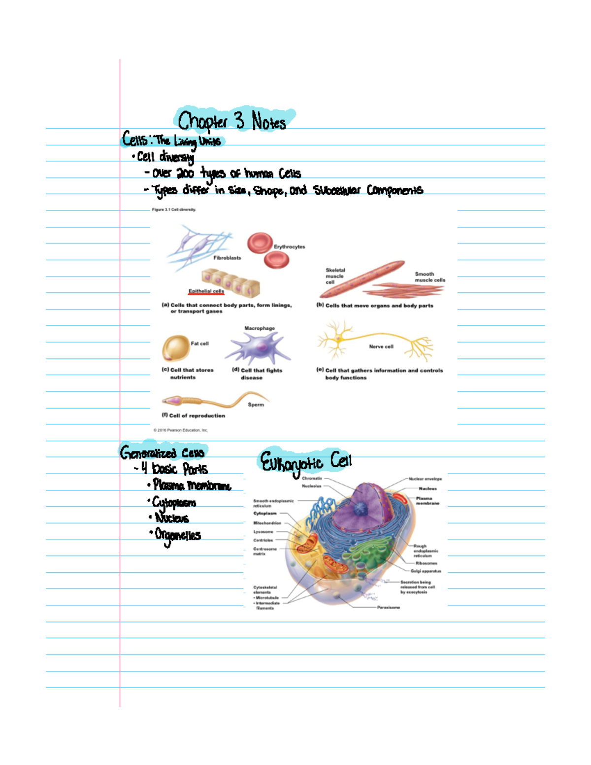 Chapter 3: Cells - The Living Units Overview and Key Concepts - Studocu