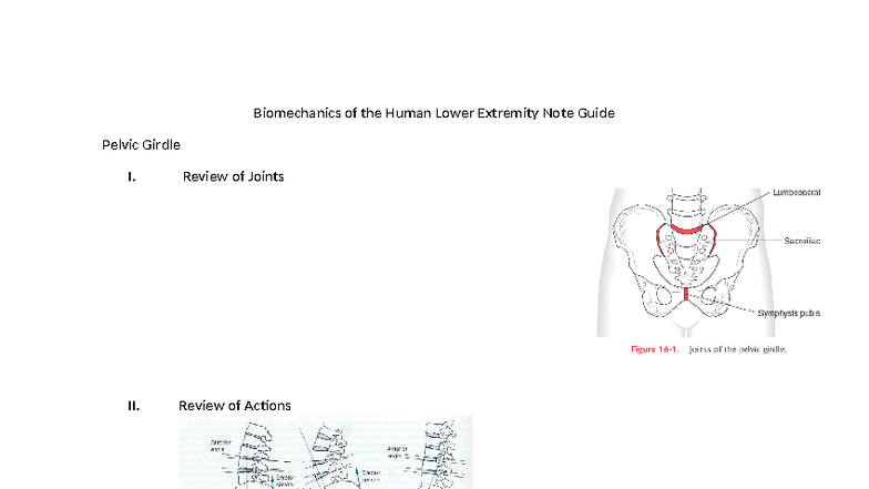 Biomechanics of the Human Lower Extremity: Study Guide (Course Code ...