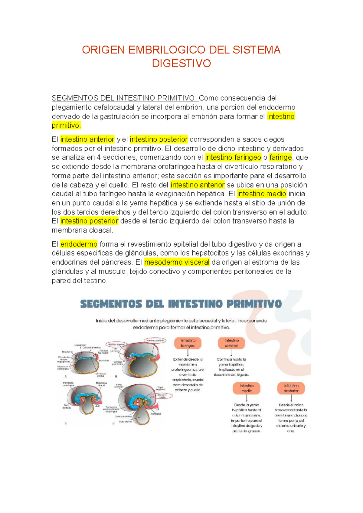 Embriología del sistema digestivo: desarrollo del intestino primitivo ...