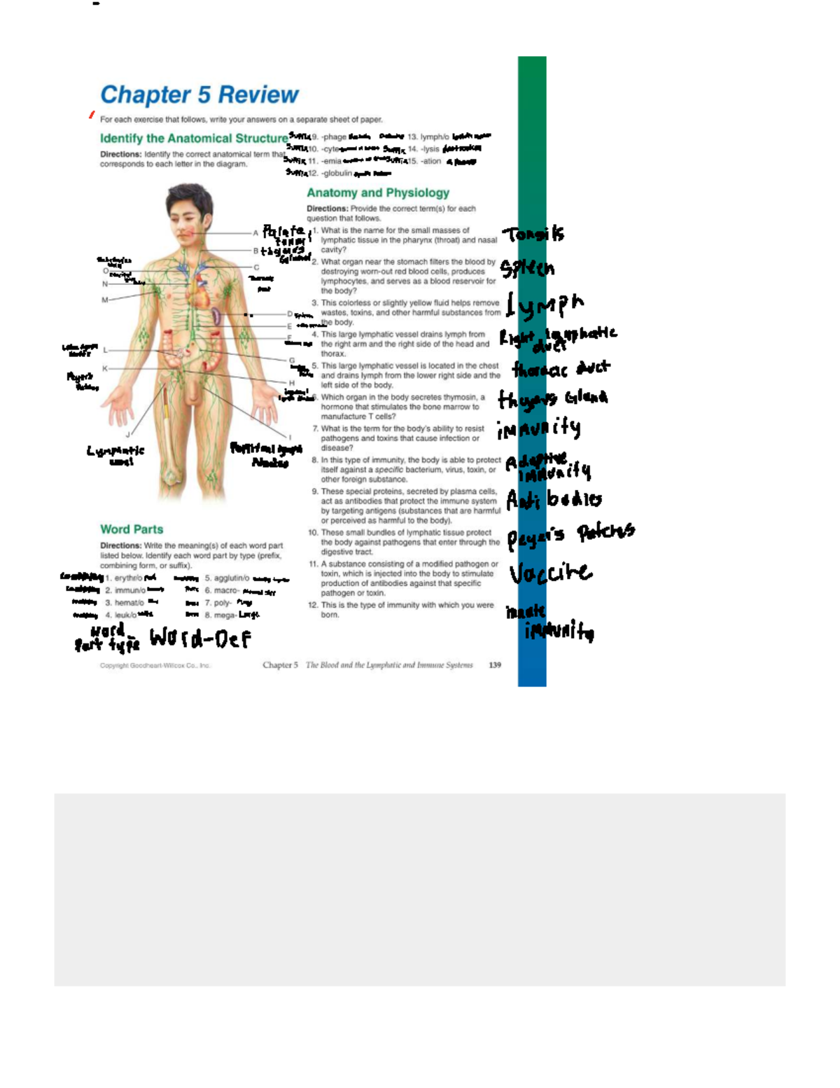 Anatomy & Physiology: Chapter 5 Review Questions and Terms - Studocu