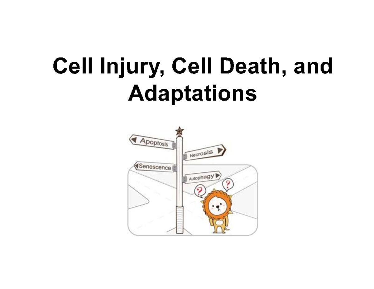 Pathology 101: Lecture 1 - Cell Injury, Death & Adaptations - Studocu