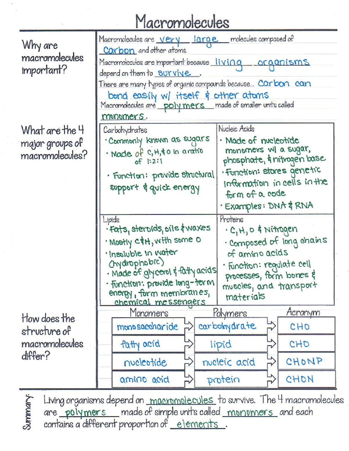 Macromolecules Overview: Structure, Types, and Importance (BIO101 ...